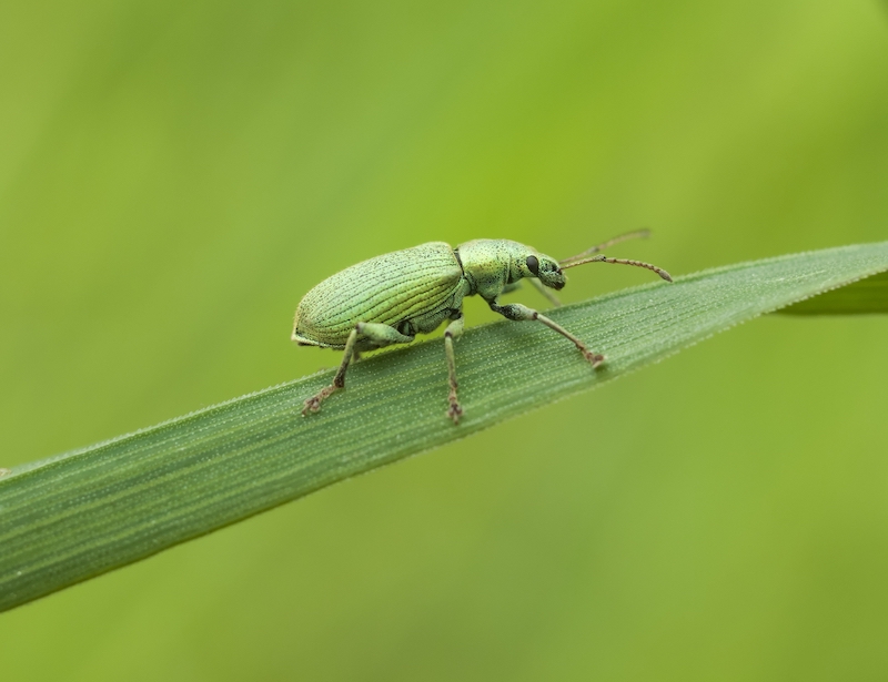 How to Control Pesky Garden Pests - Home & Outdoor Living | Health ...